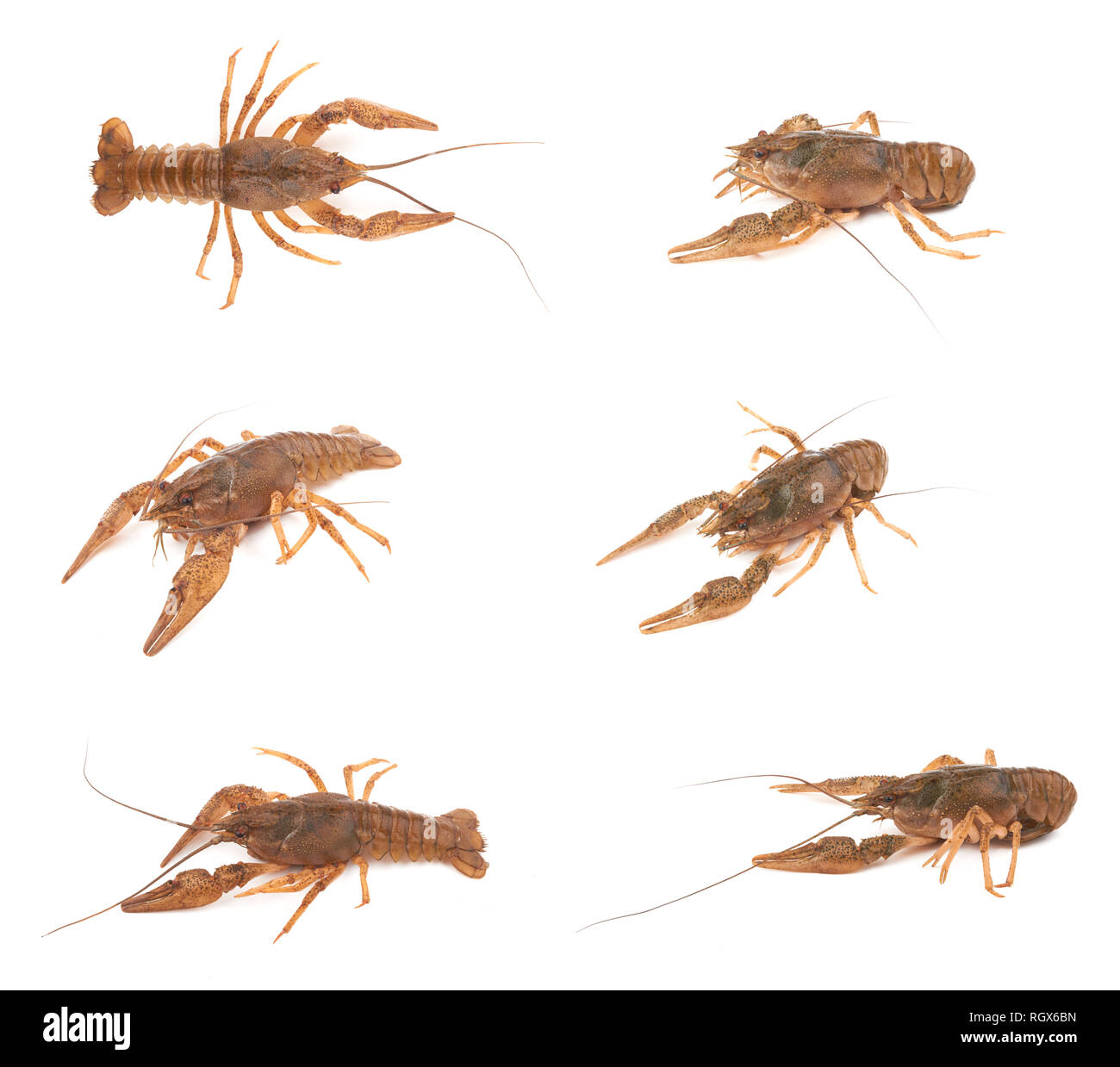 Raw crayfish isolated on a white background Stock Photo - Alamy