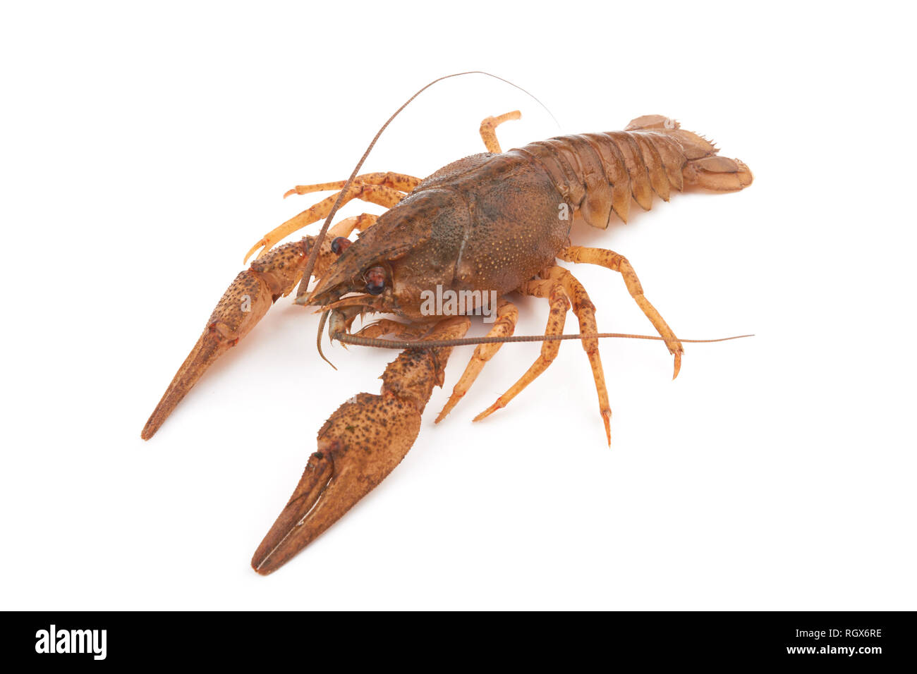 Raw crayfish isolated on a white background Stock Photo - Alamy