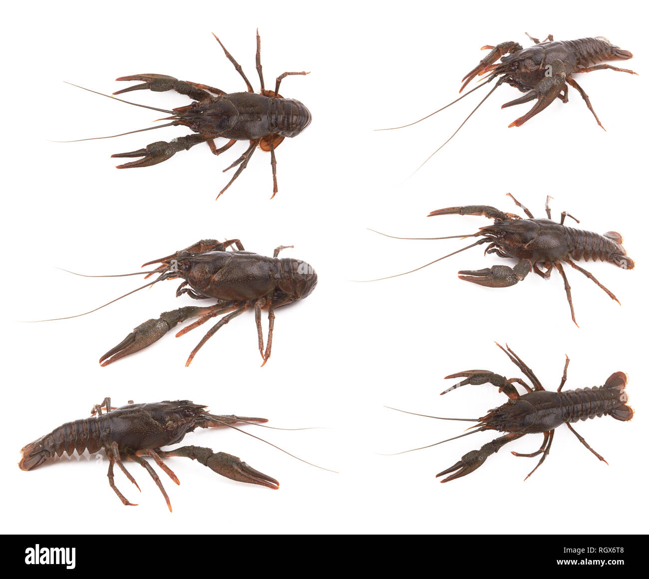 Raw crayfish isolated on a white background Stock Photo - Alamy