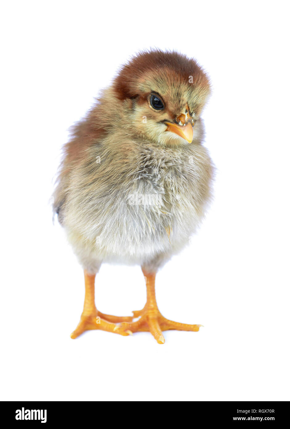 Little newborn baby chicken isolated on white Stock Photo - Alamy