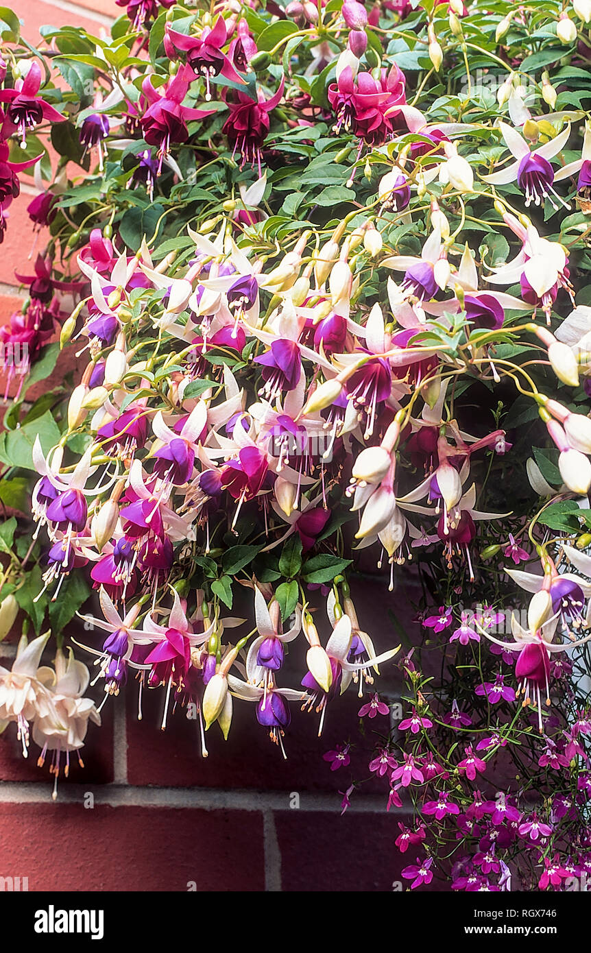 Mixed buds hi-res stock photography and images - Alamy