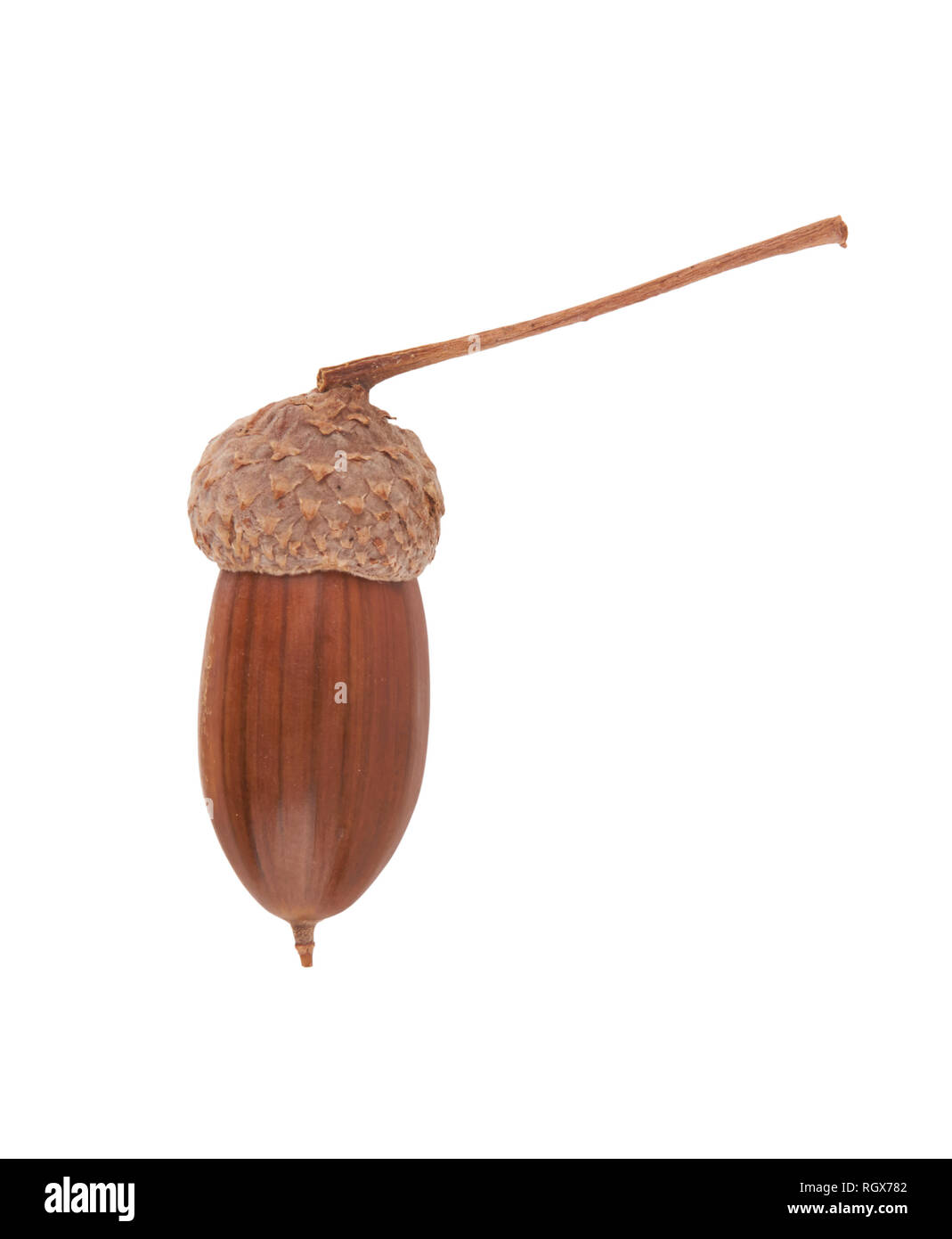 Dried acorn isolated on a white background Stock Photo - Alamy