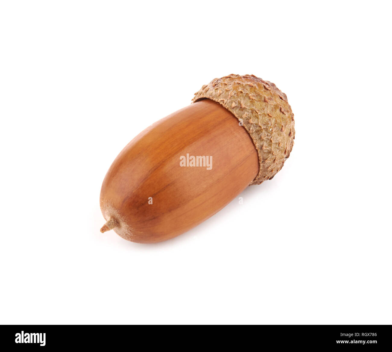 Dried acorn isolated on a white background Stock Photo - Alamy