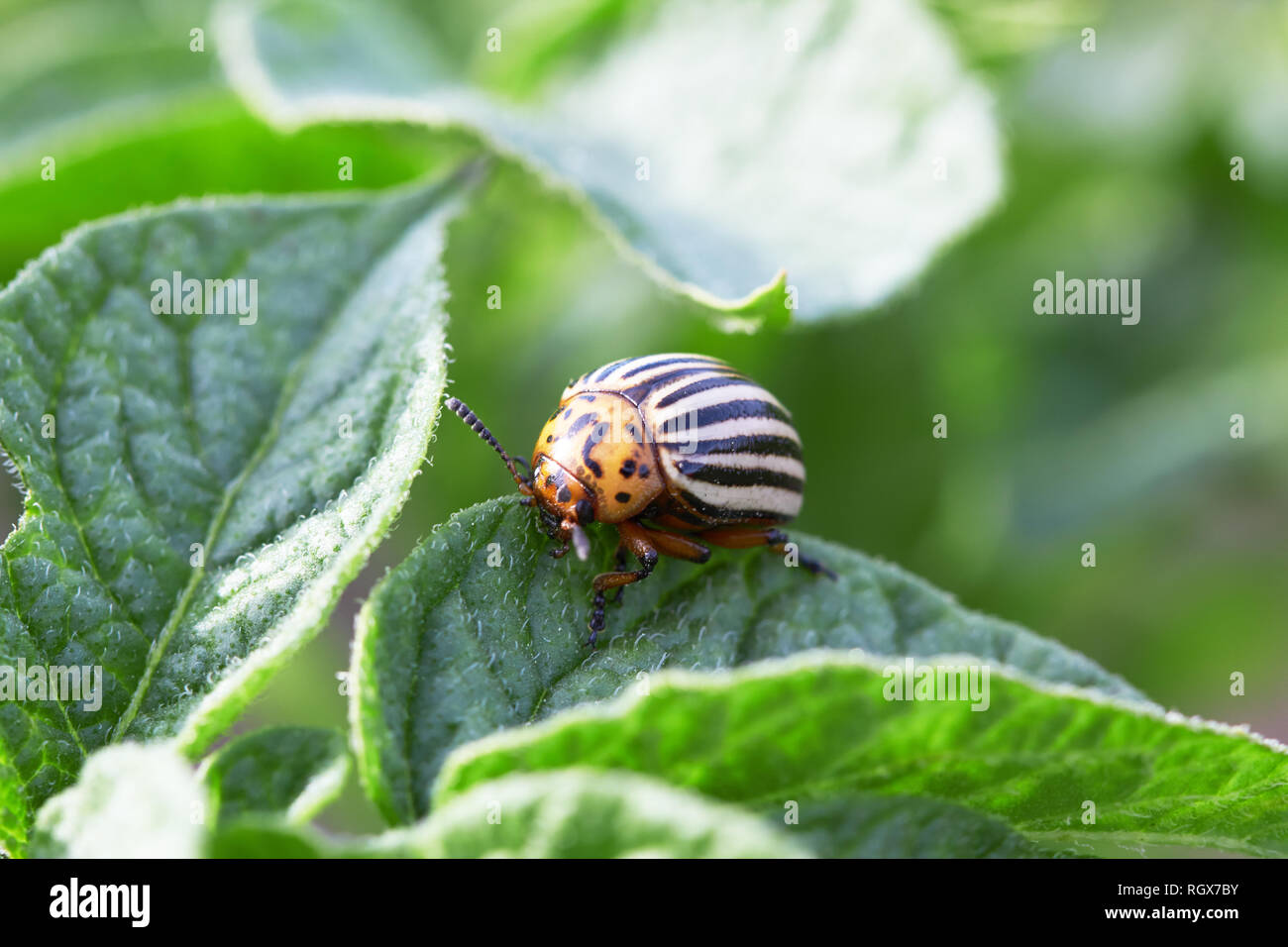 mature colorado beetle on the potato bush Stock Photo - Alamy