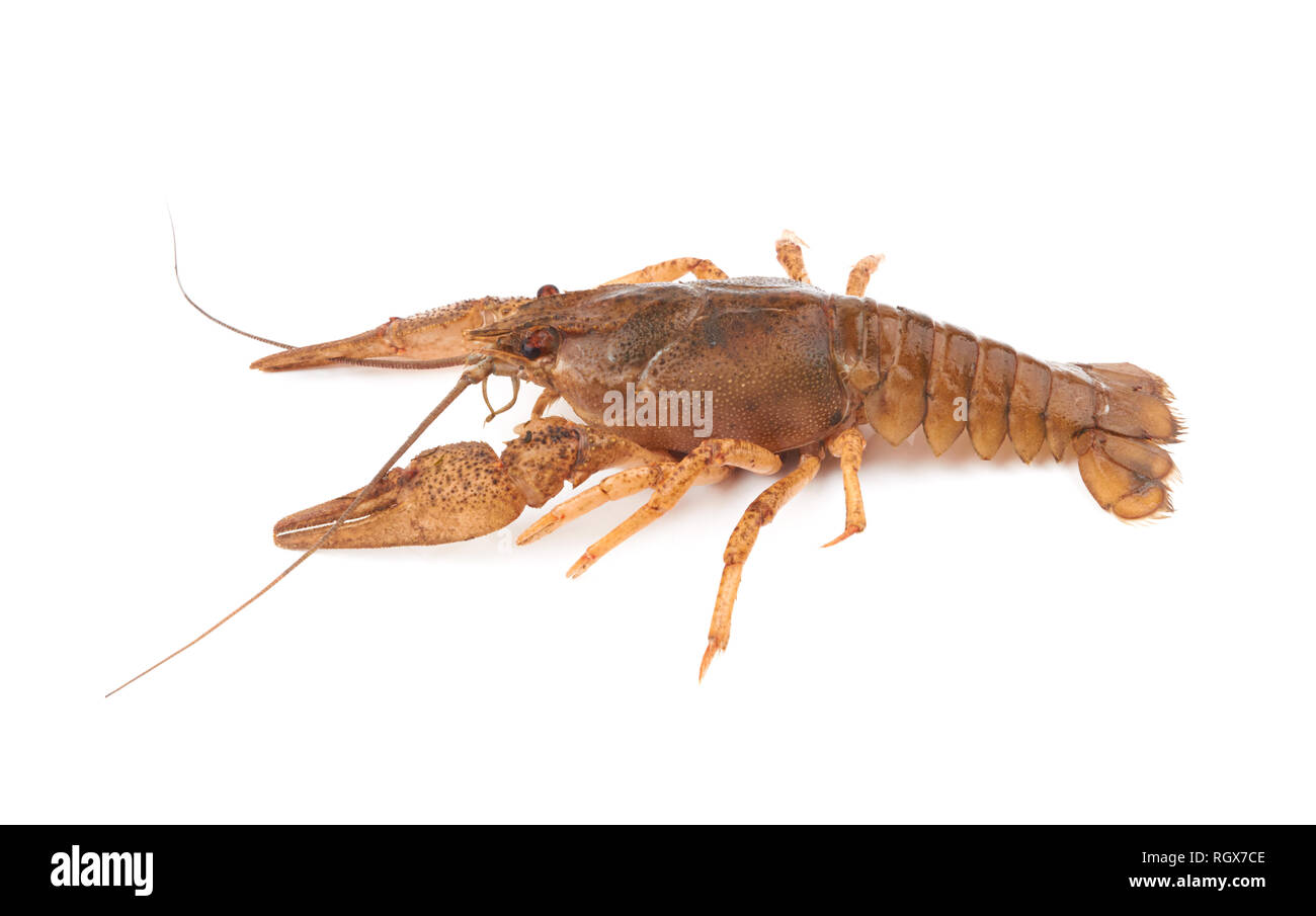 Raw crayfish isolated on a white background Stock Photo - Alamy