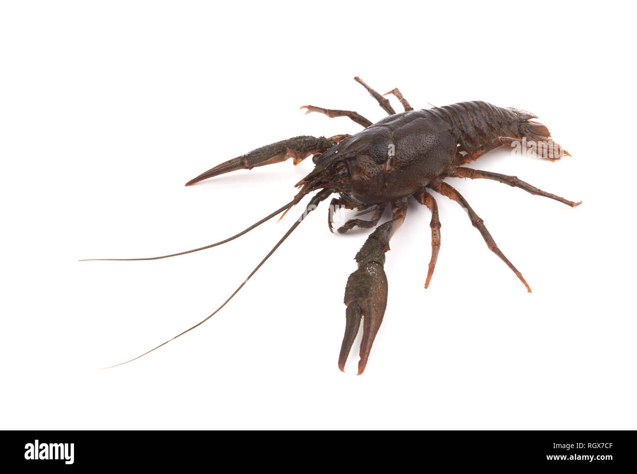 Raw crayfish isolated on a white background Stock Photo - Alamy
