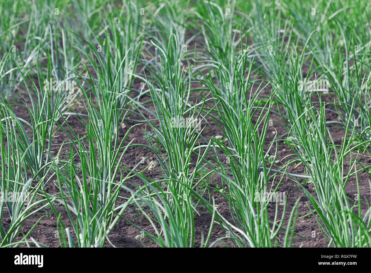Close-up of the onion plantation in the vegetable garden Stock Photo ...