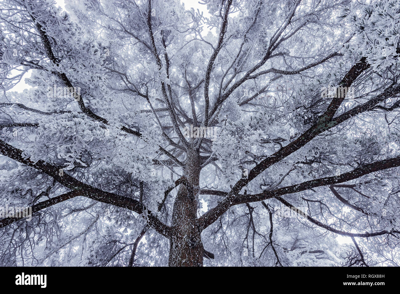 Frozen branches of the tree in Huangshan National park. China Stock ...