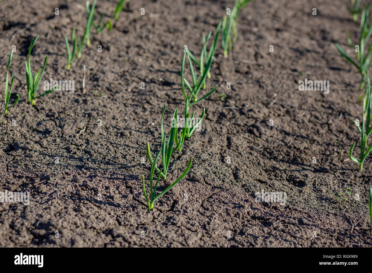 New bulb land hi-res stock photography and images - Alamy