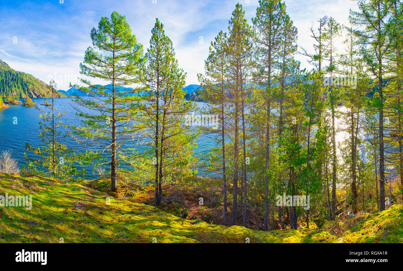 Pine trees growing on the shoreline of Cowichan Bay in Vancouver Island ...