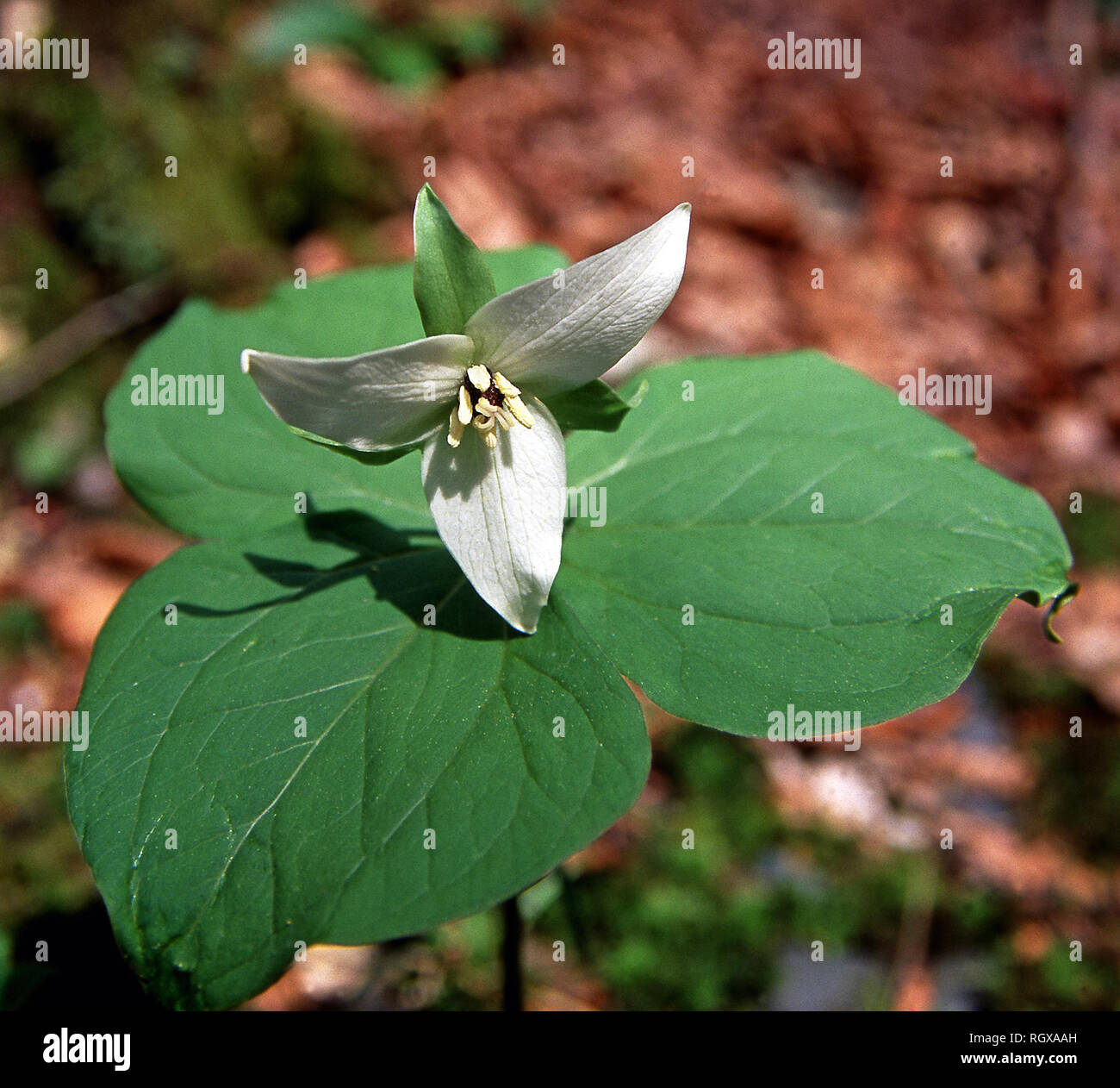 White trillium,Great Smoky Mountain National Park,Tennessee Stock Photo ...