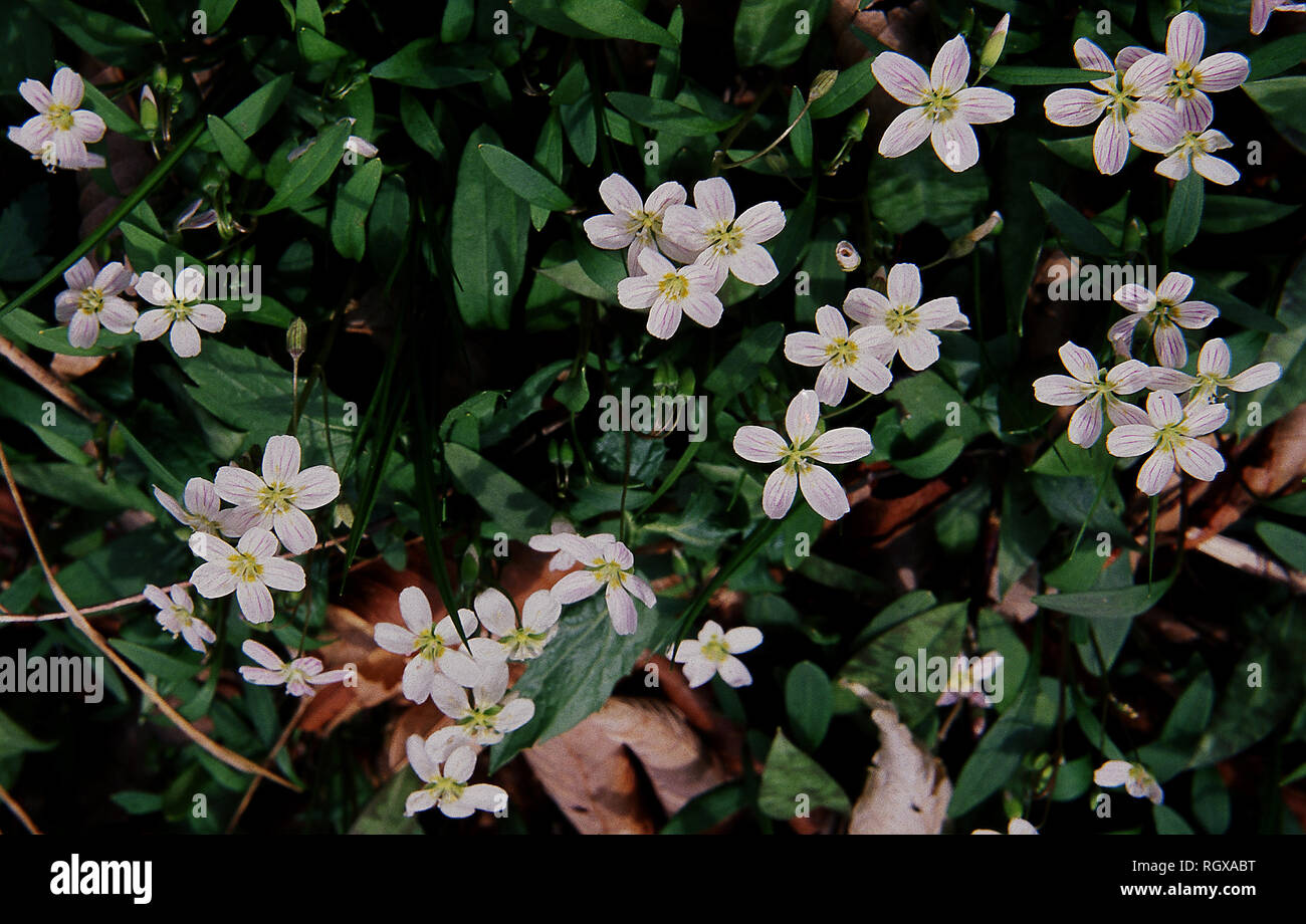 Spring beauty,Great Smoky Mountain National Park,Tennessee Stock Photo ...