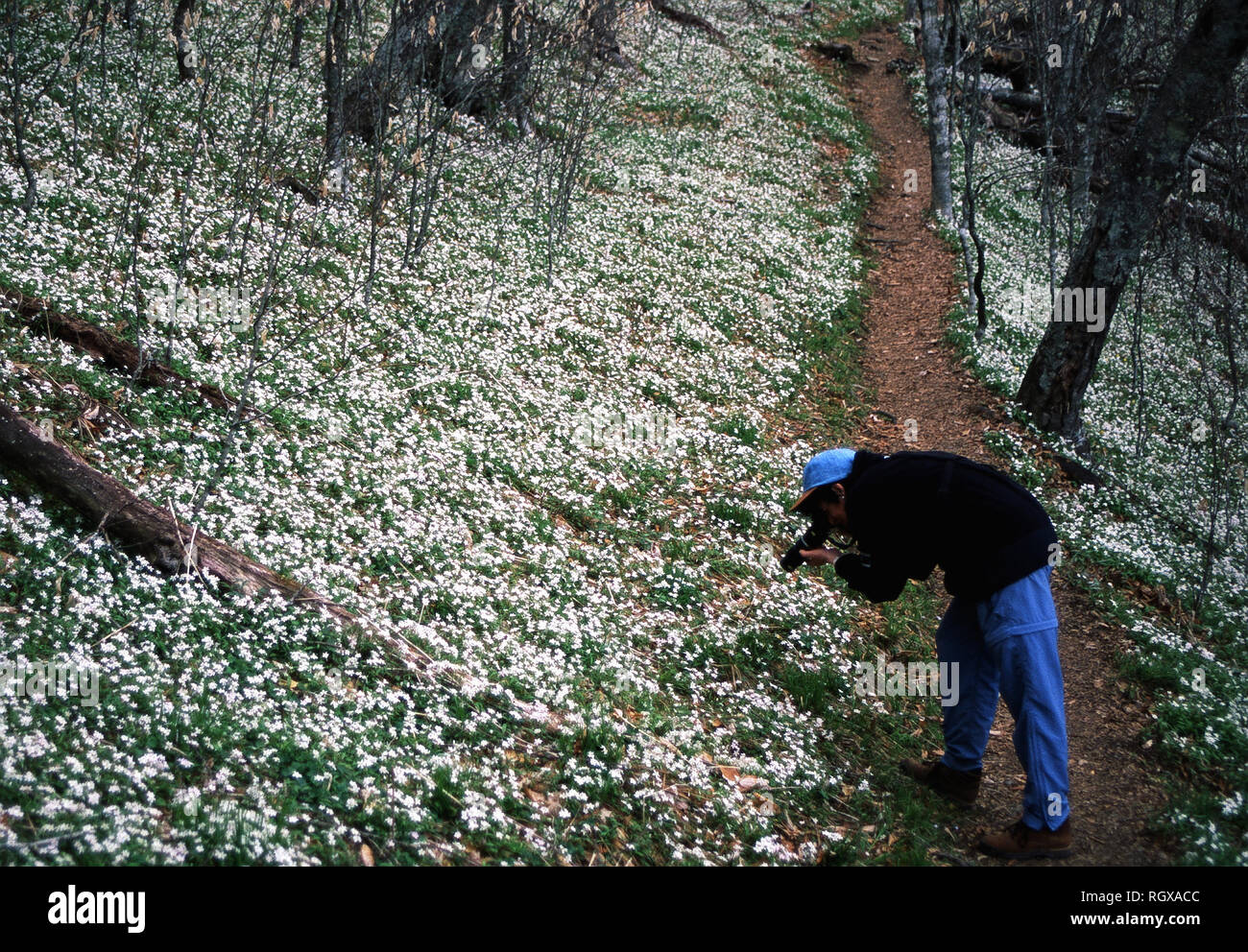 Photographer taking pictures of a field of Spring beauties,Great Smoky ...