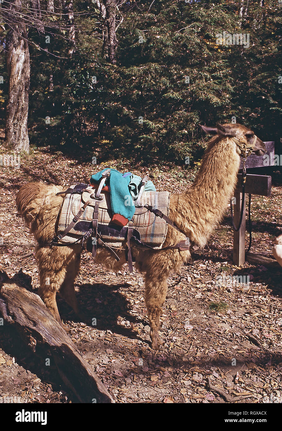 Llama carrying supplies,Great Smoky Mountain National Park,Tennessee ...