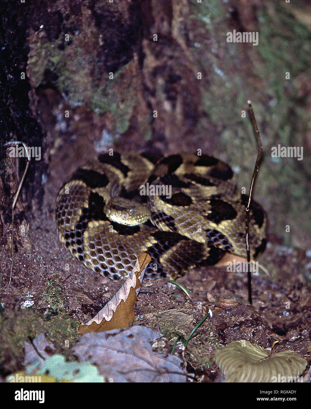 Timber Rattlesnake Head