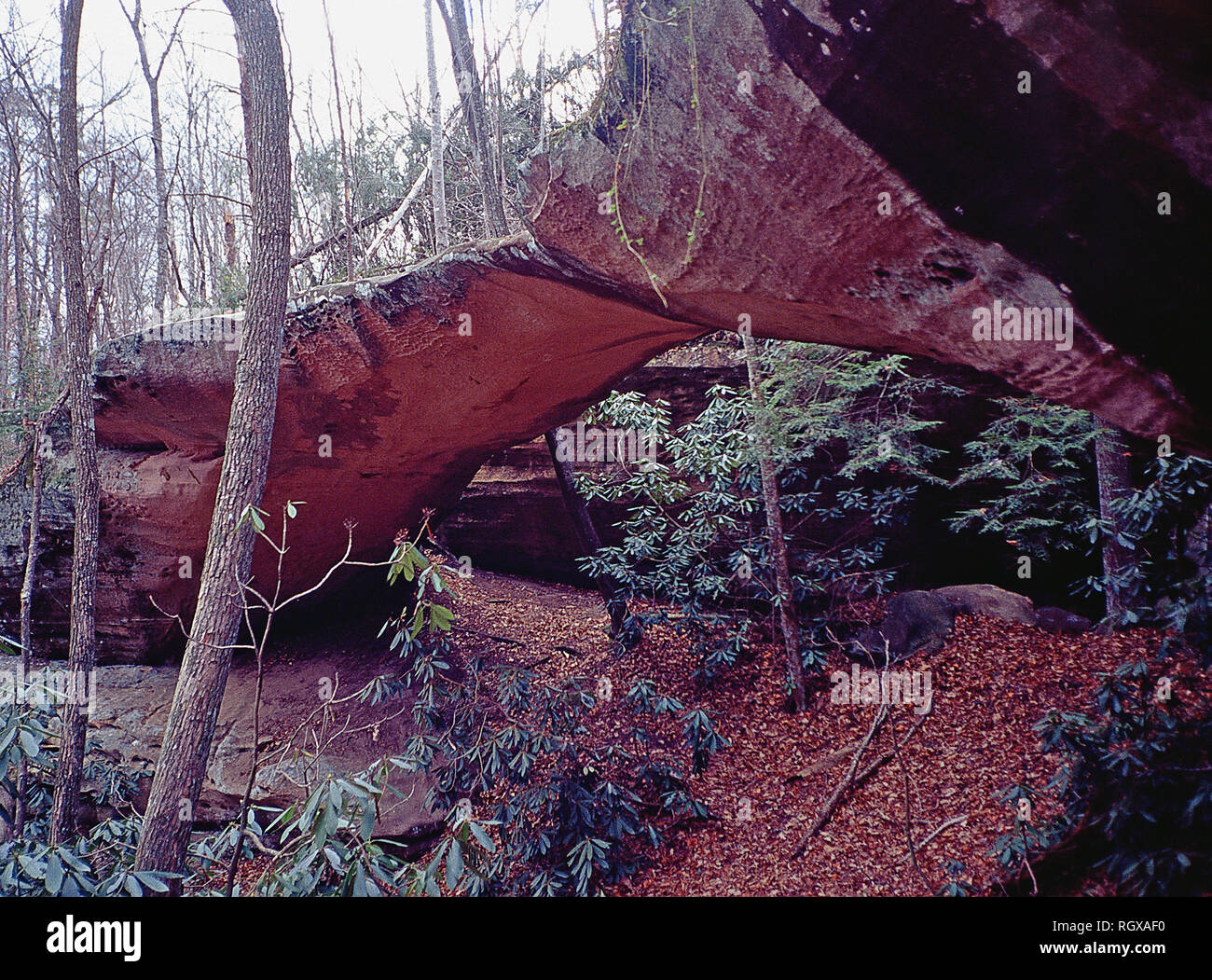 Natural bridge,Pickett State Park,Tennessee Stock Photo - Alamy