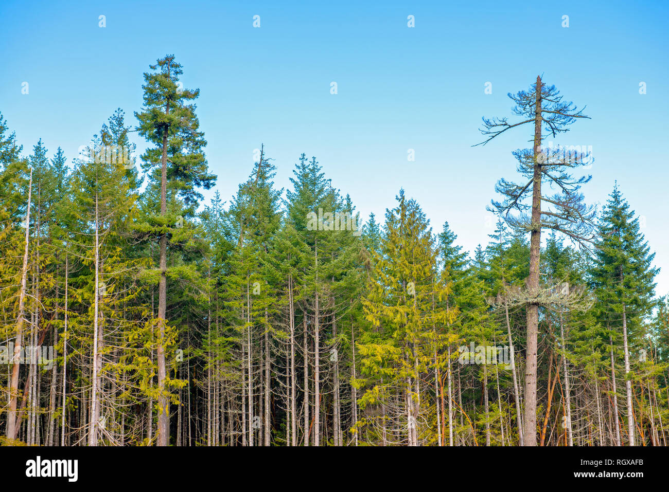 Tree line from top of a mountain on a logging site in Ladysmith ...