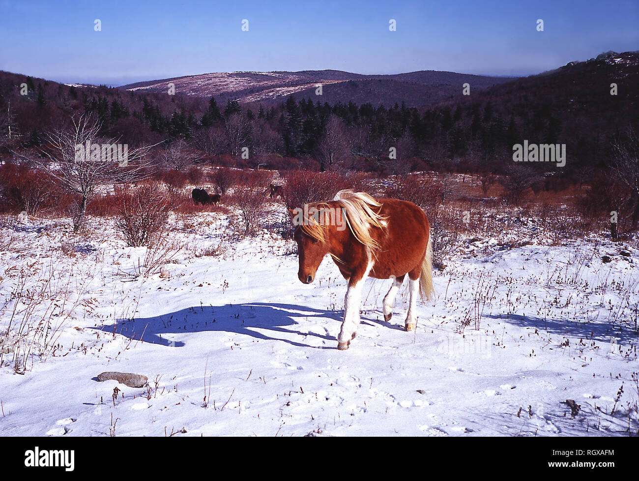 Wild pony,Appalachian Trail,Grayson Highlands State Park,Virginia Stock ...