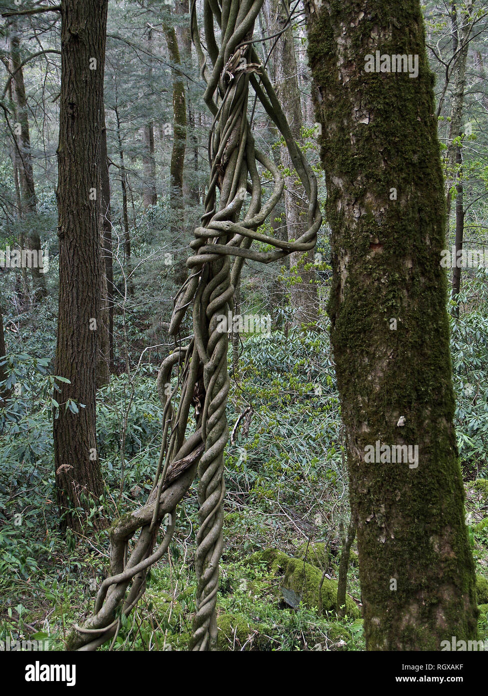 Climbing woody vine,Great Smoky Mountain National Park,Tennessee Stock ...