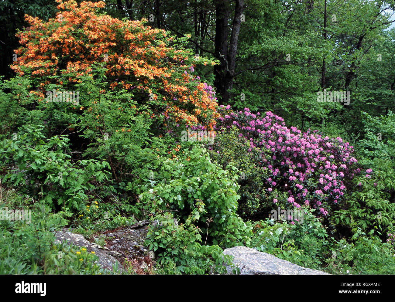 Flame azaleas and rohodendrons,Blue Ridge Parkway,North Carolina Stock ...