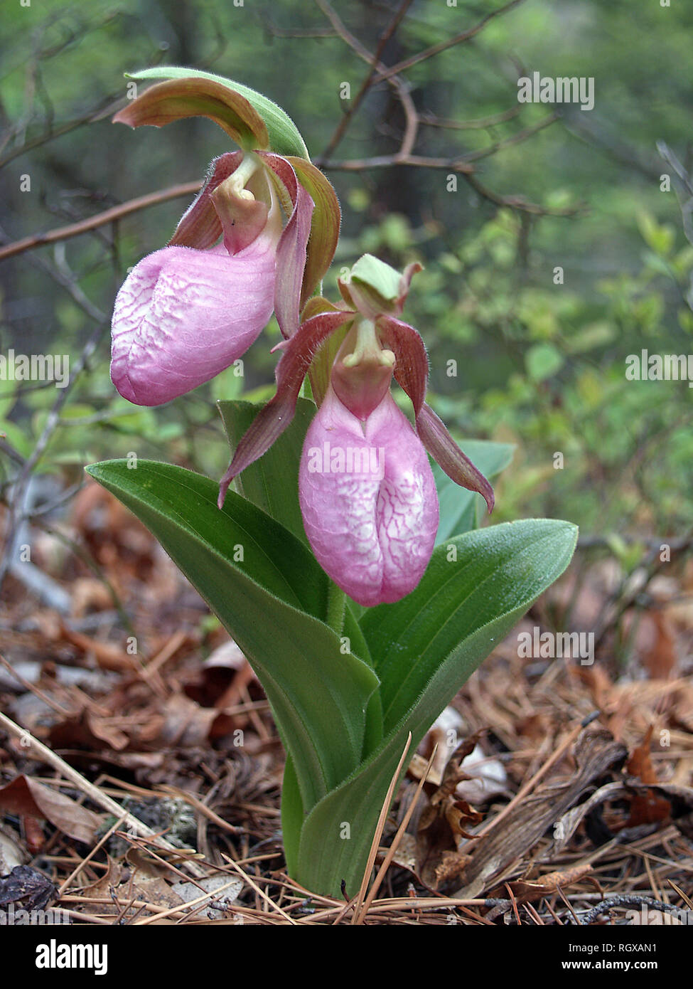 Pink Ladyslipper,Great Smoky Mountain National Park,Tennessee Stock ...
