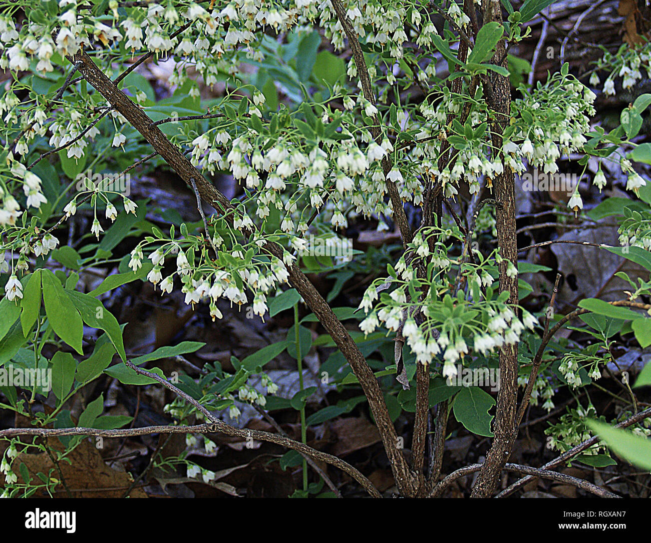 Deerberry hi-res stock photography and images - Alamy