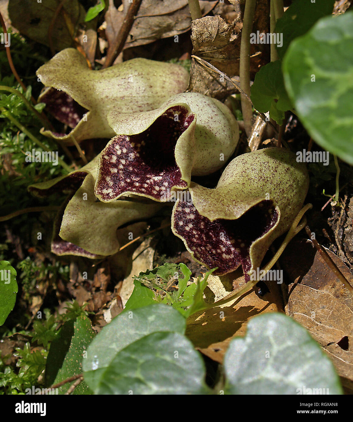 Shuttleworth's ginger,Great Smoky Mountain National Park,Tennessee ...