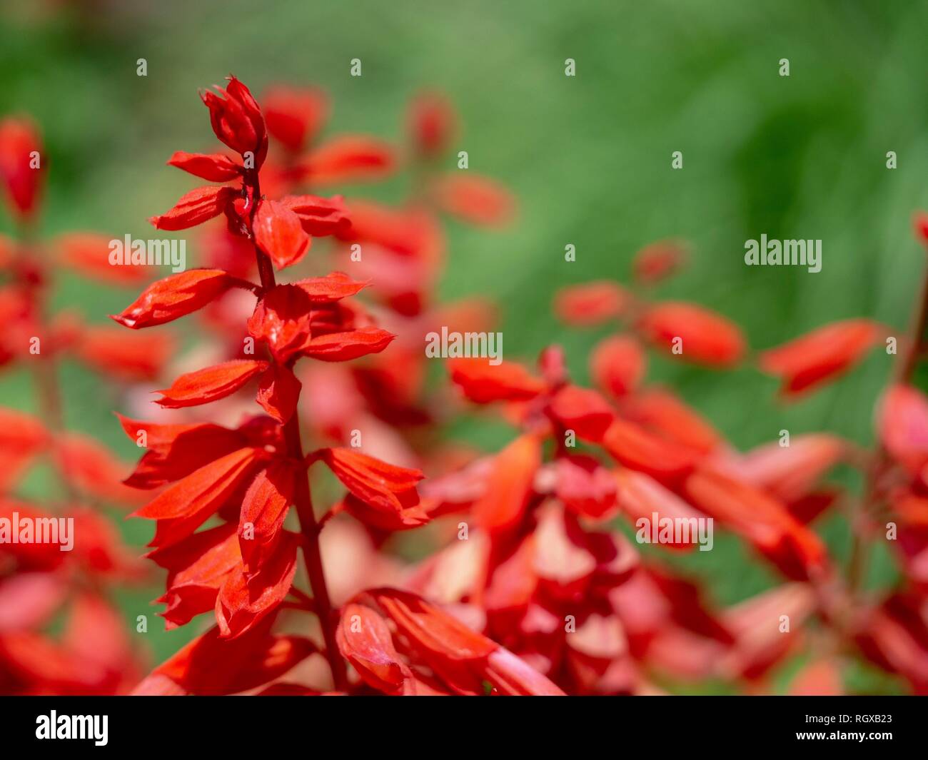 Red flowers up close in a flower garden Stock Photo - Alamy