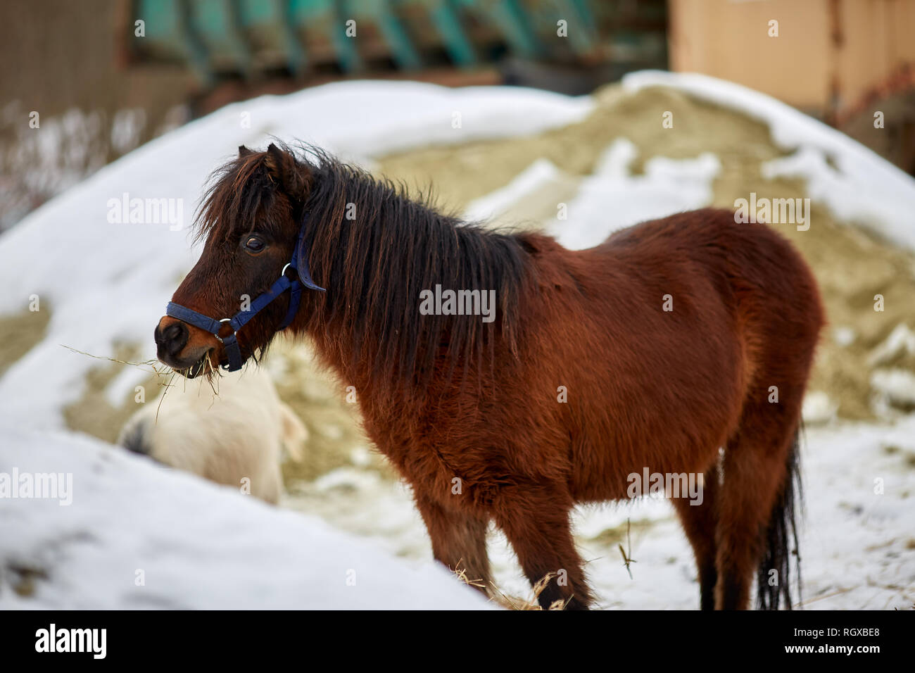 Portrait pony standing summer pasture hi-res stock photography and ...