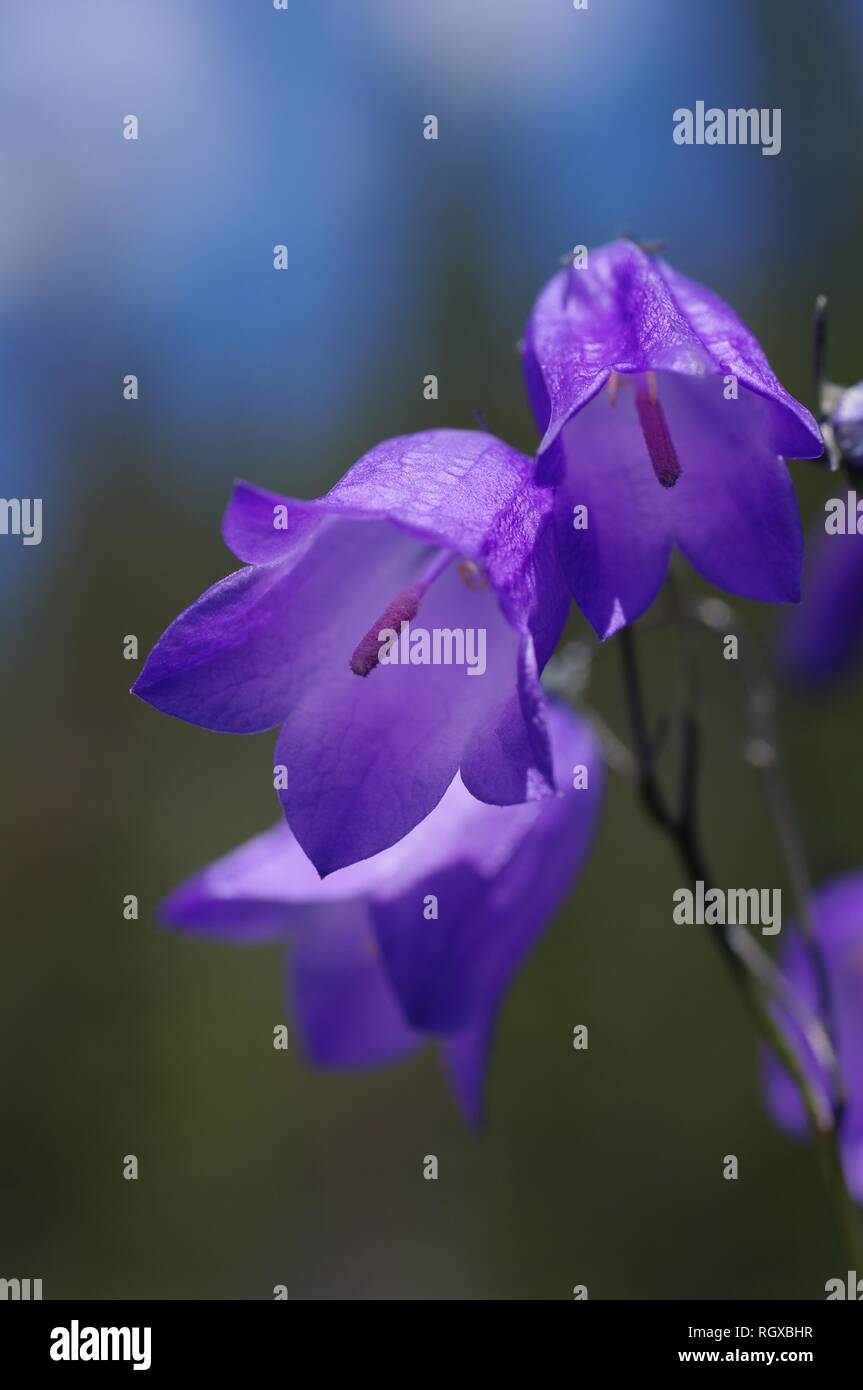 Kelson hi-res stock photography and images - Alamy
