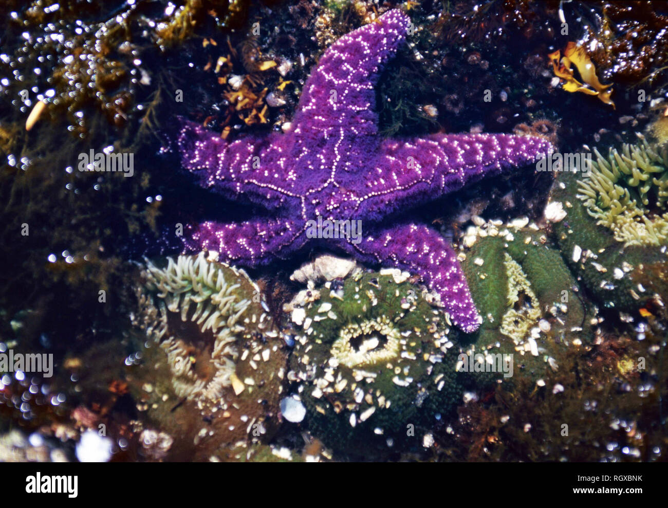 Fish basins hi-res stock photography and images - Alamy