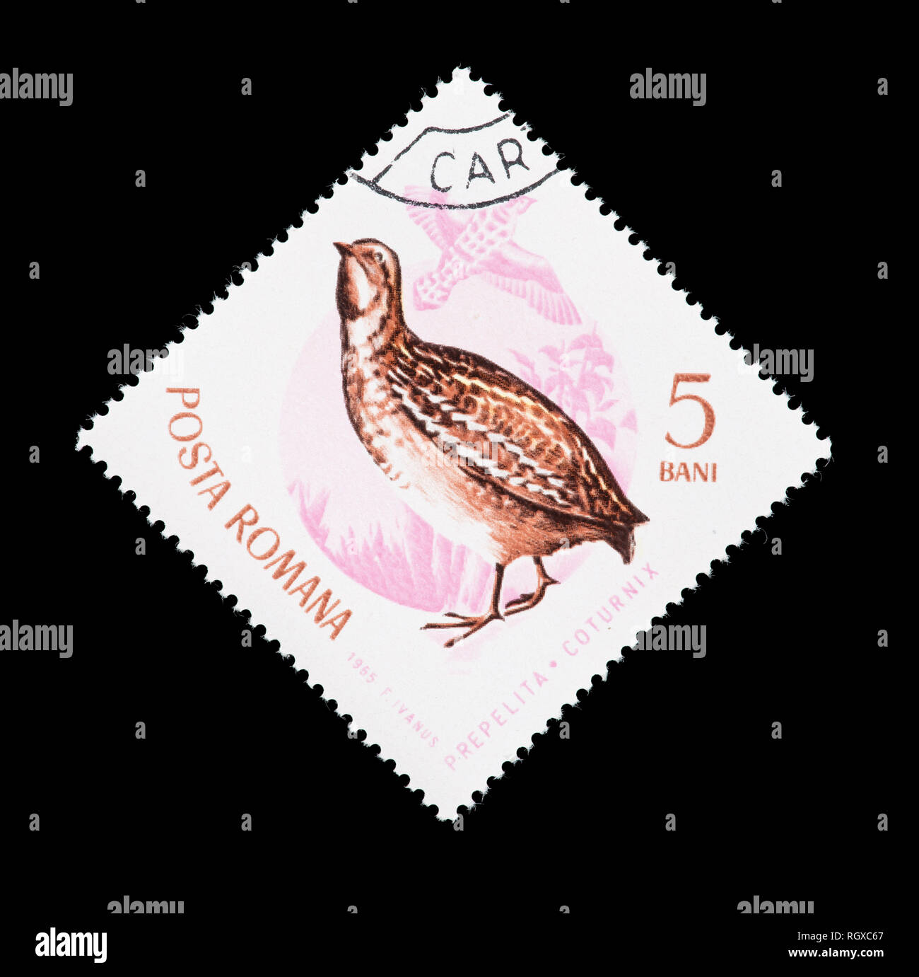 European quail hi-res stock photography and images - Alamy