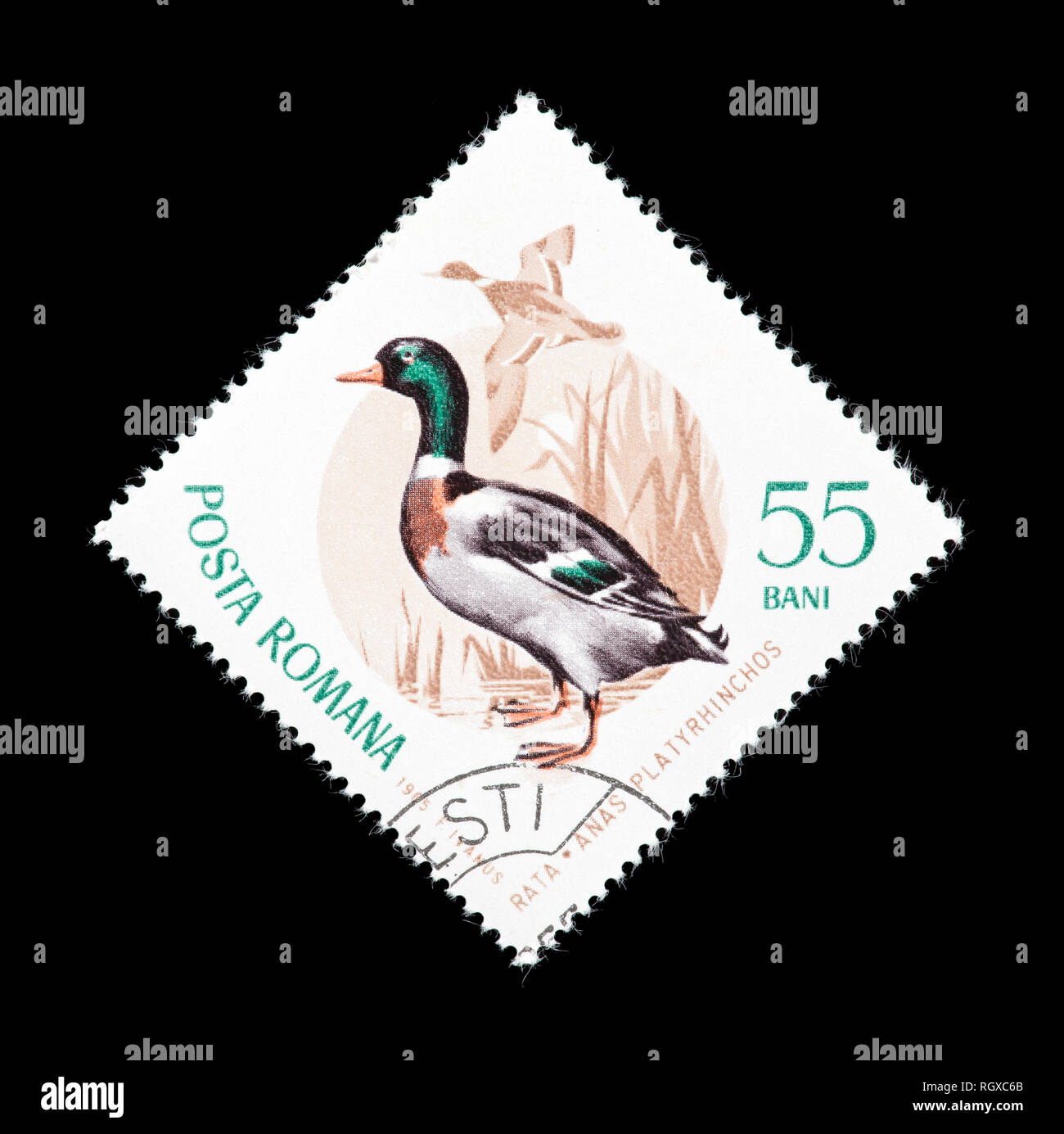 Postage stamp from Romania depicting a mallard duck (Anas platyrhynchos ...