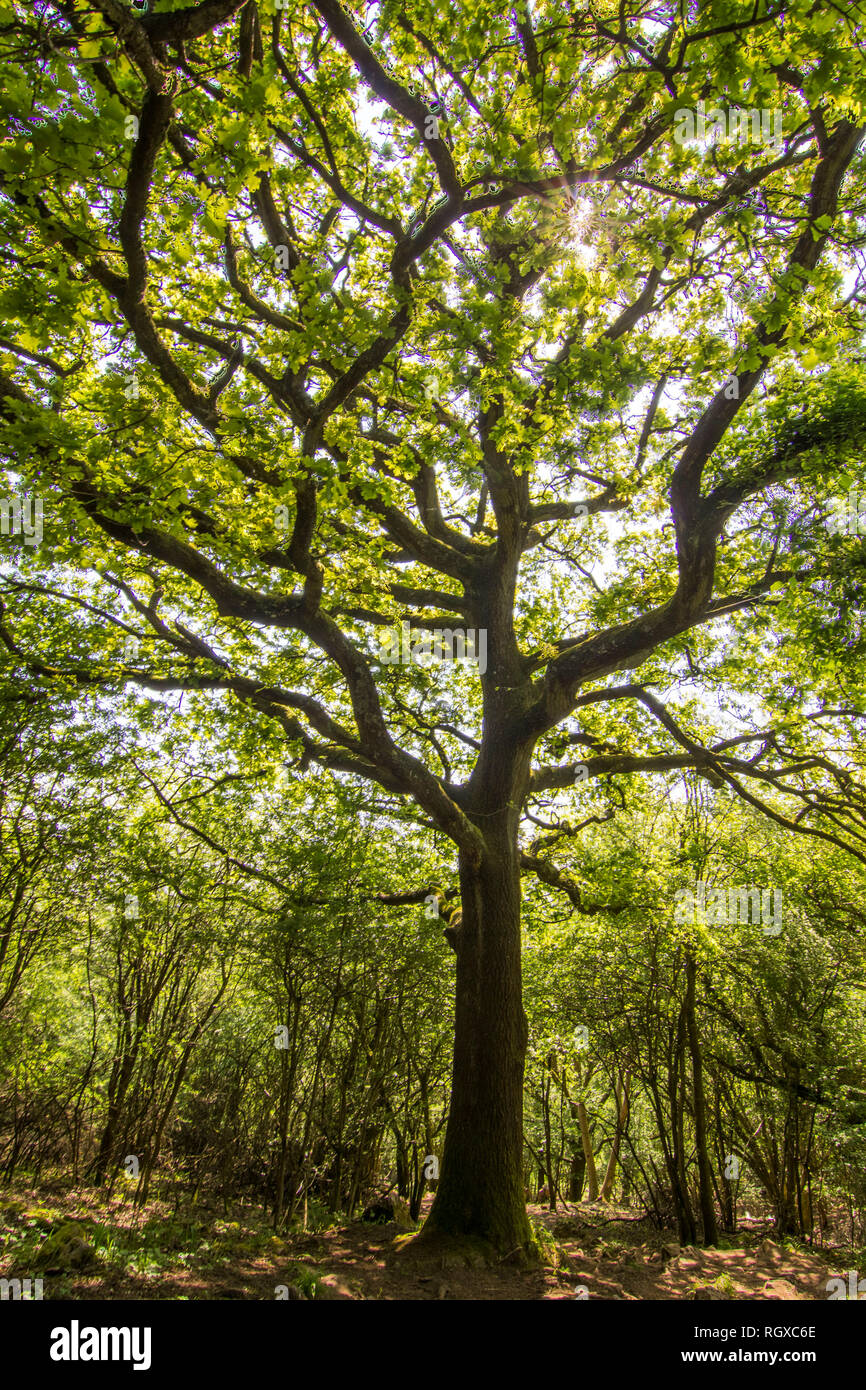 Leigh Wood forest at Somerset, Bristol, United Kingdom. The sunbeams ...