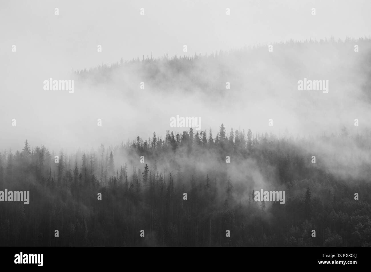 Ridge of trees hi-res stock photography and images - Alamy