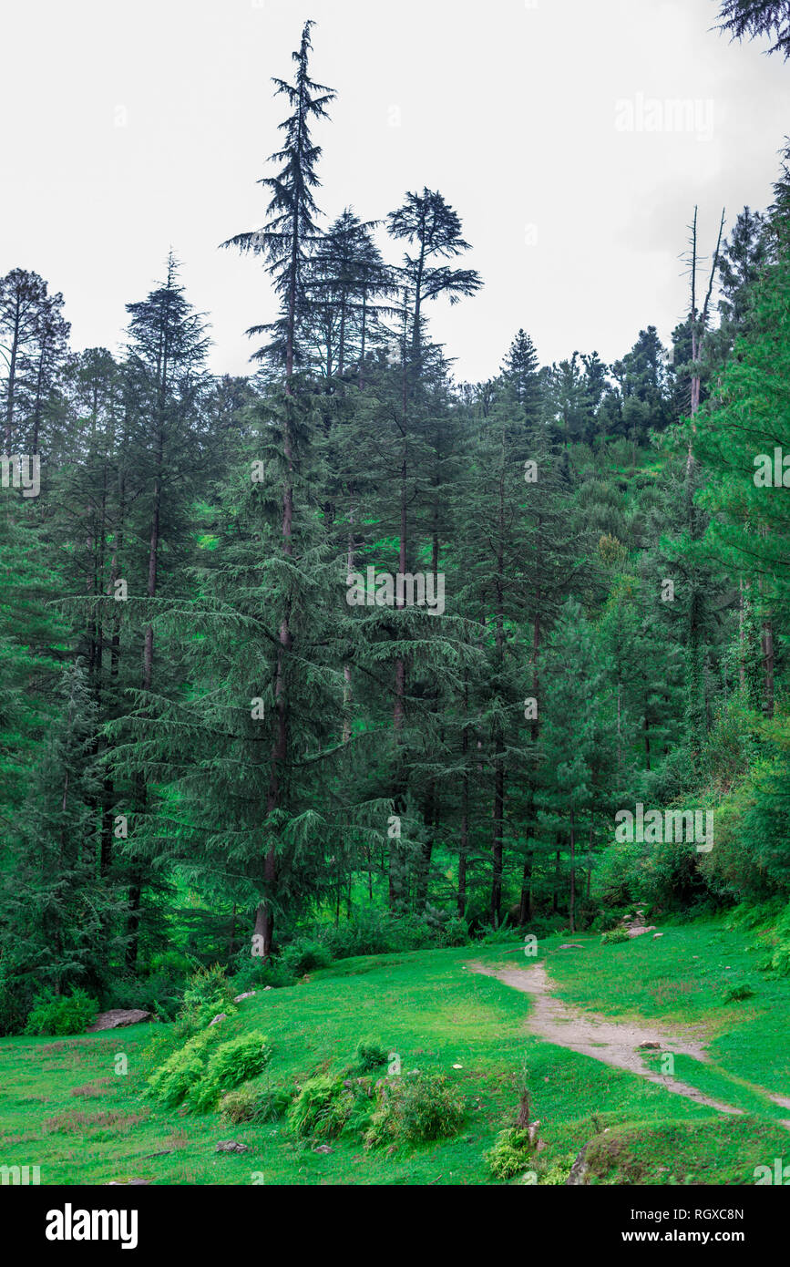 Photo of deodar tree in himalayas, sainj valley, himachal pradesh ...