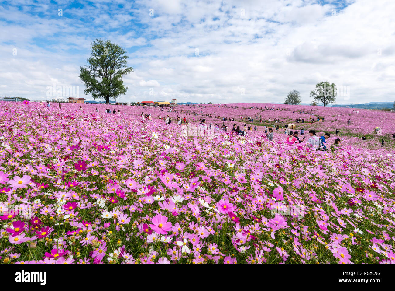 Anseong farmland hi-res stock photography and images - Alamy