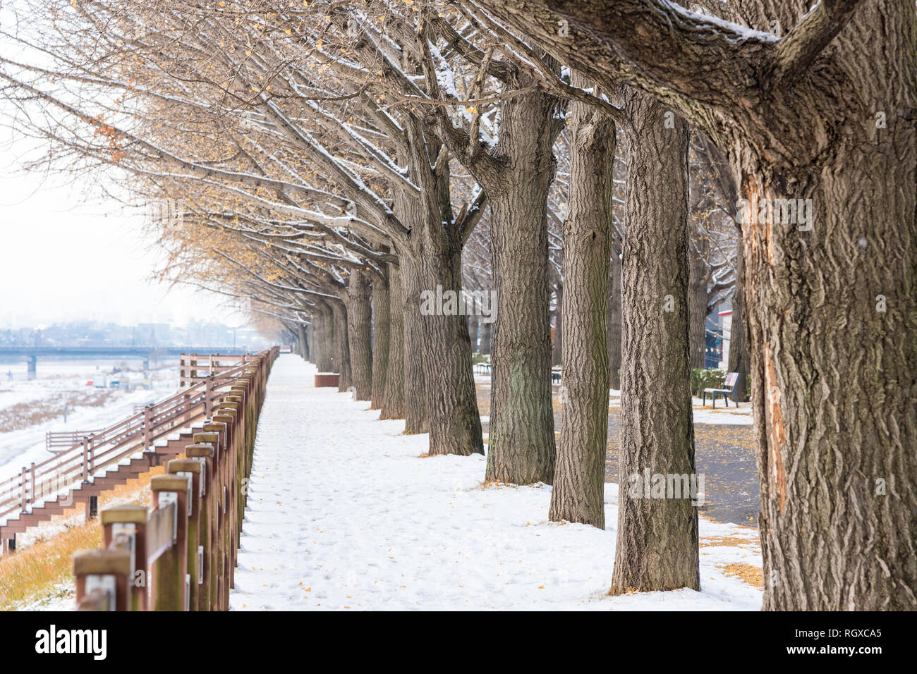 Asan ginkgo tree road in winter Stock Photo - Alamy