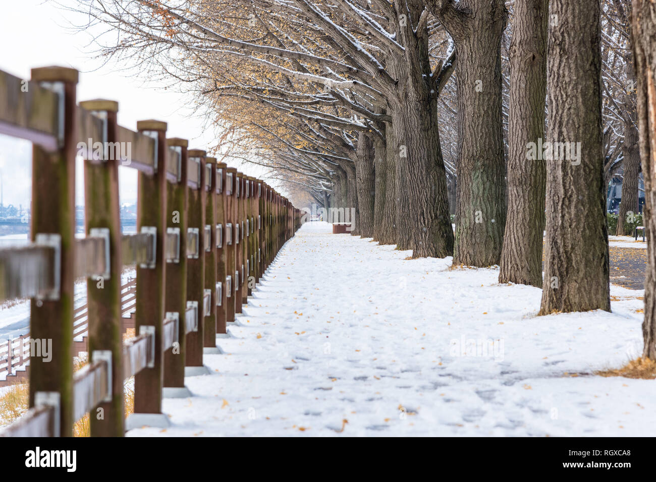 Ginkgo tree forest hi-res stock photography and images - Alamy