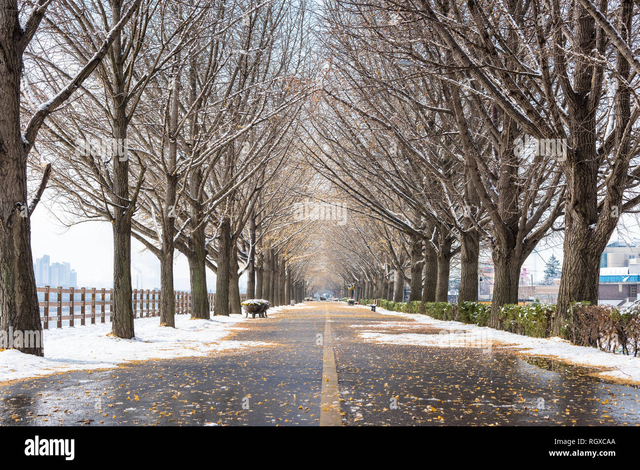 Asan ginkgo tree hi-res stock photography and images - Alamy