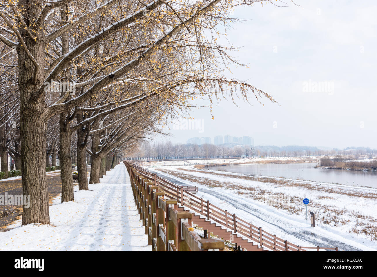 Ginkgo tree forest hi-res stock photography and images - Alamy