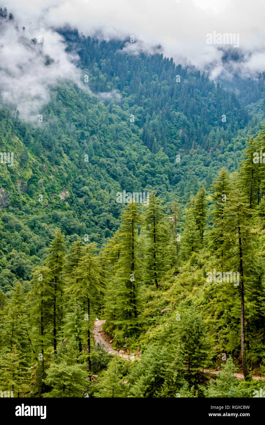 Photo of deodar tree in himalayas, sainj valley, kullu, himachal ...