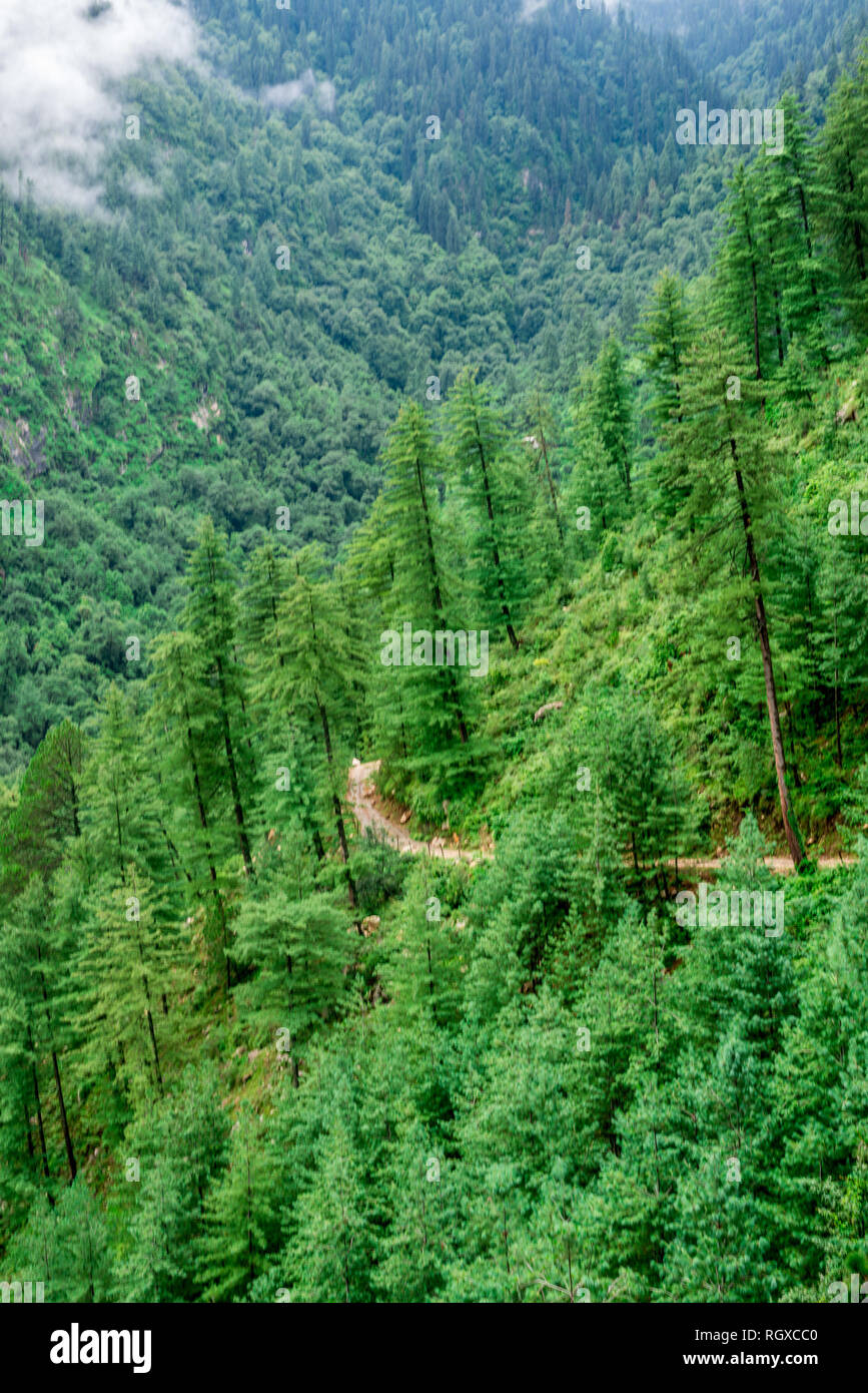 Photo of deodar tree in himalayas, sainj valley, kullu, himachal ...