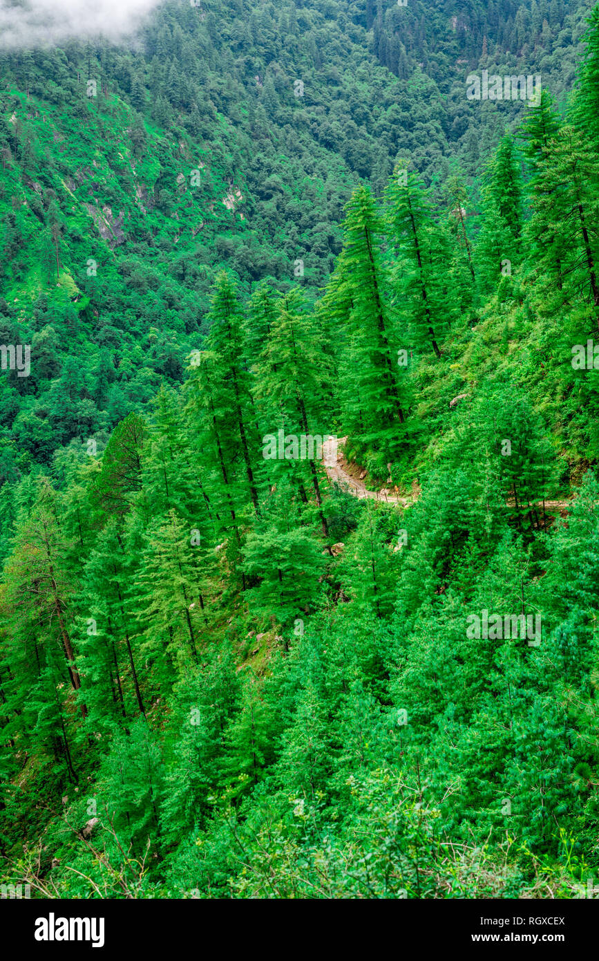 Photo of deodar tree in himalayas, sainj valley, kullu, himachal ...
