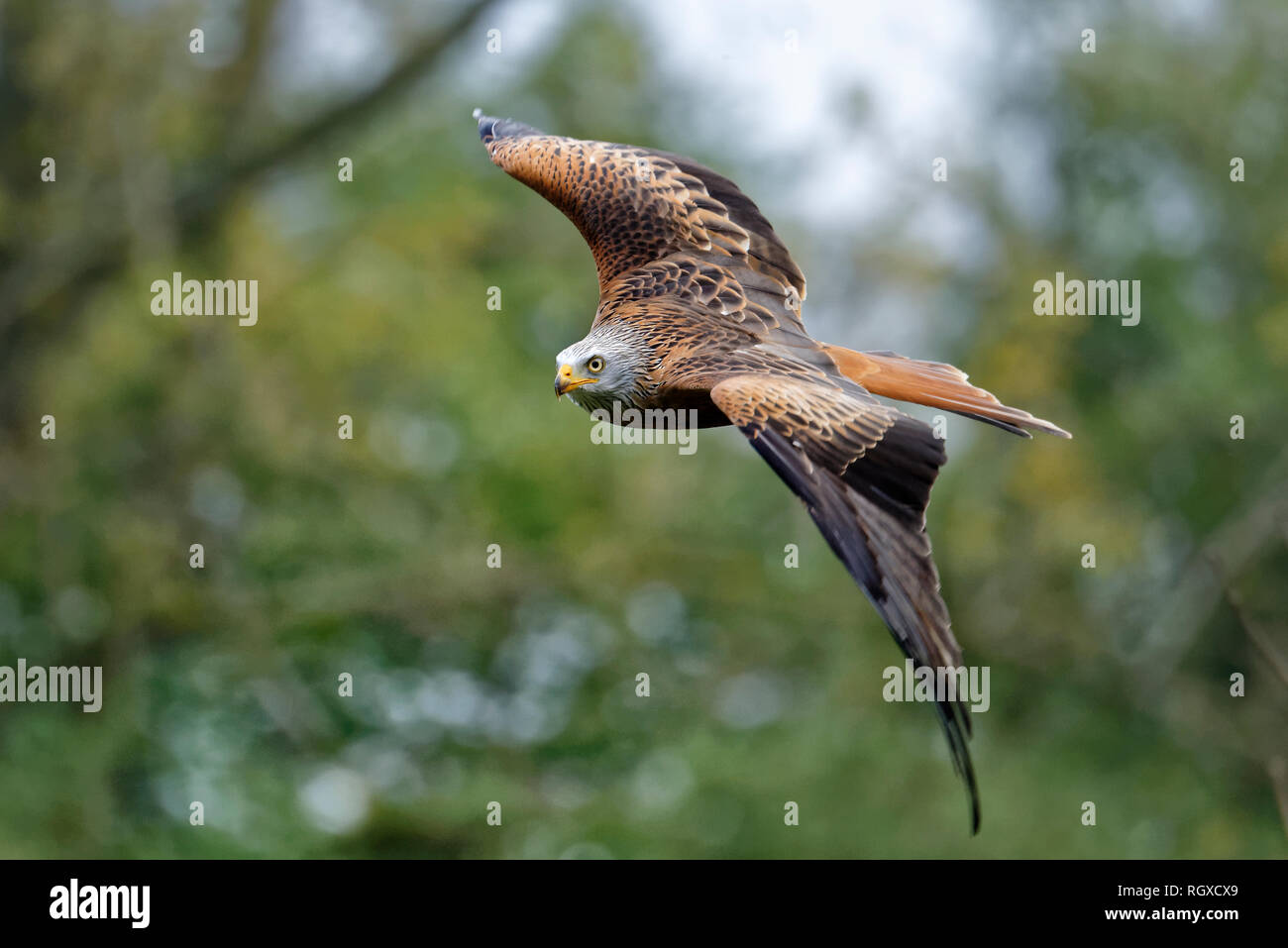 Red Kite milvus milvus in fly Stock Photo - Alamy