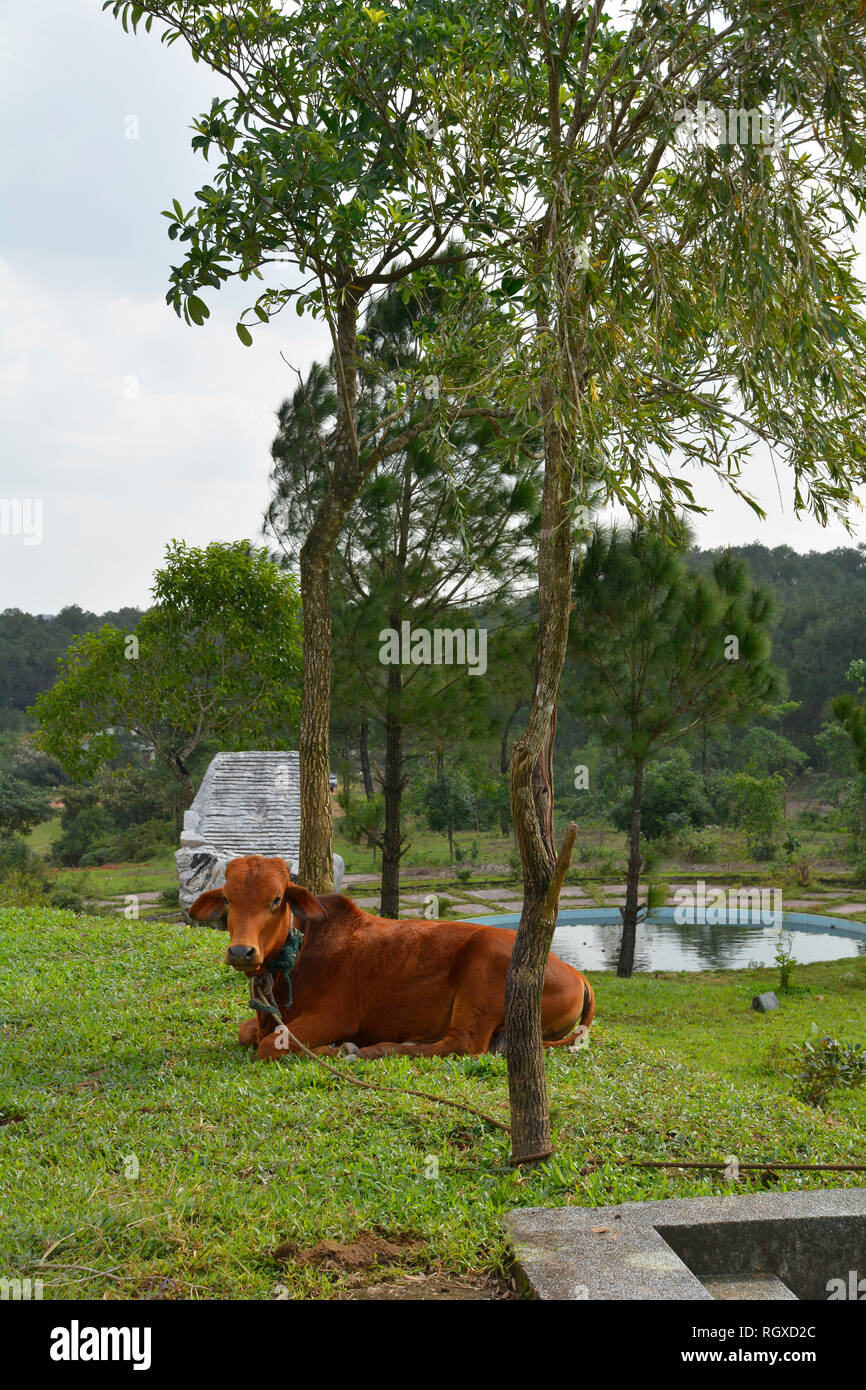 A cow tethered to a nearby tree in central Vietnam Stock Photo - Alamy