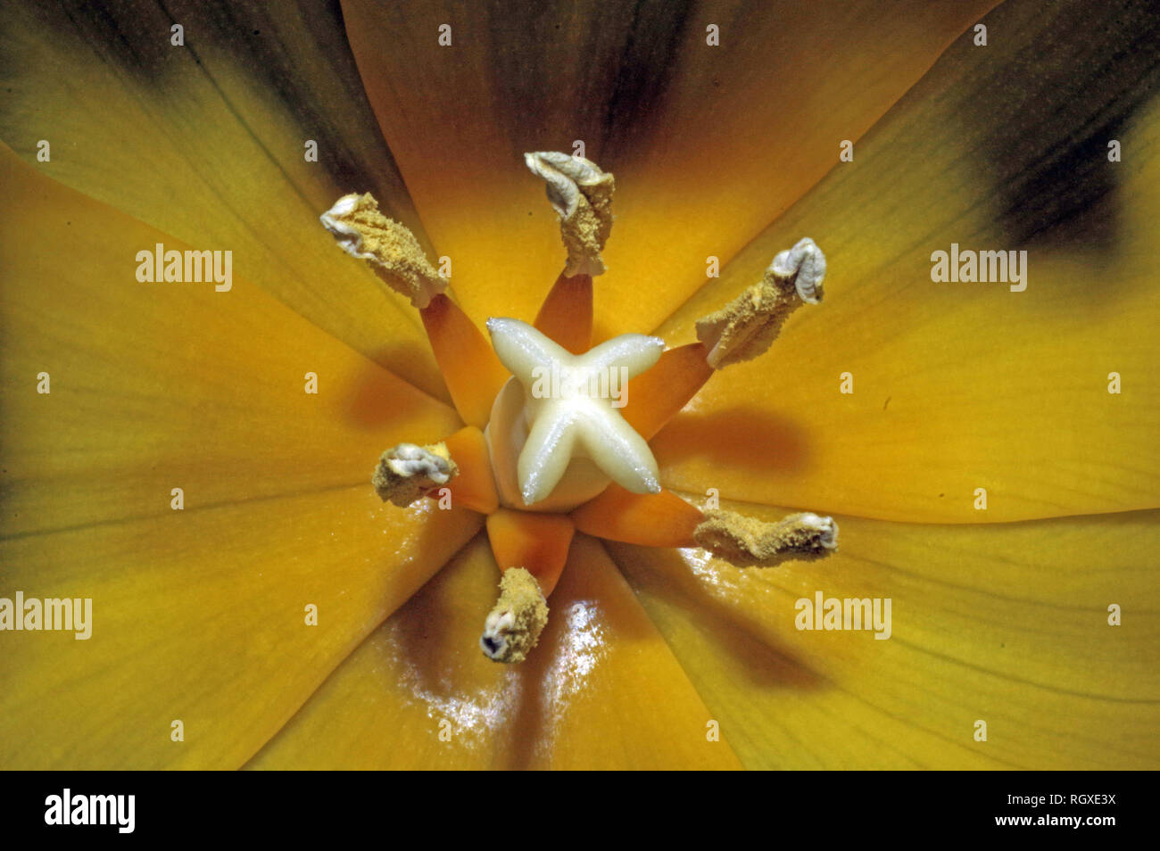 Yellow tulip close-up Stock Photo - Alamy