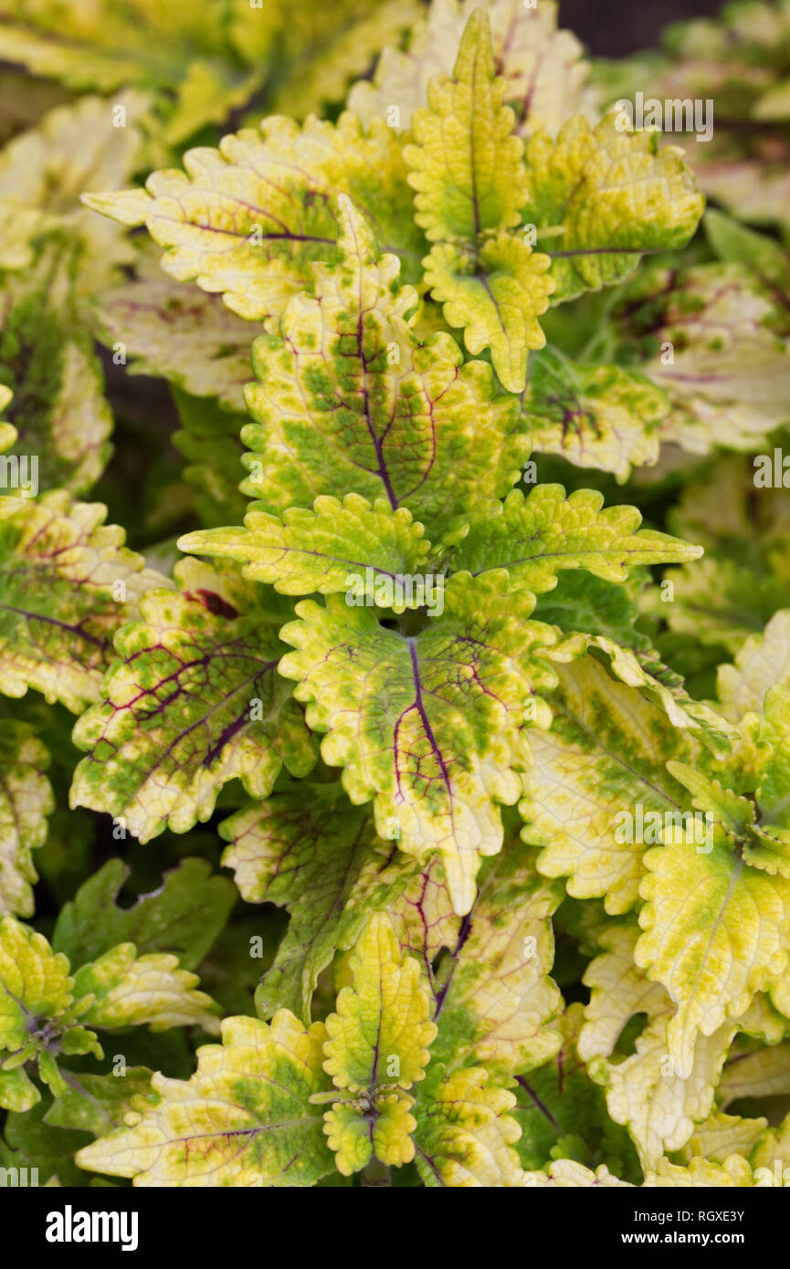 Solenostemon scutellarioides. Coleus leaves Stock Photo - Alamy