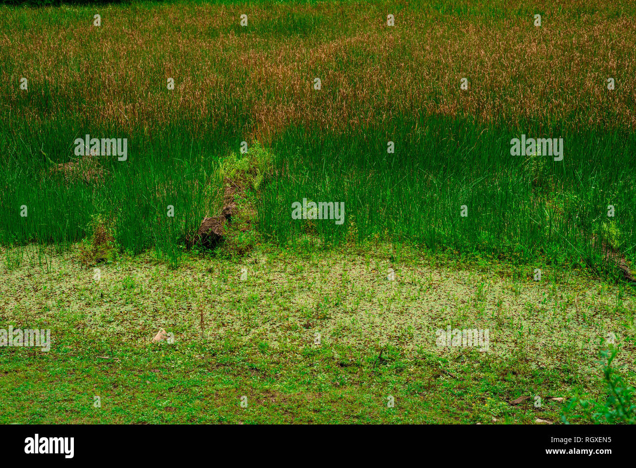 Grass covered punrik rishi lake in himalayas, Sainj Valley, Himachal ...