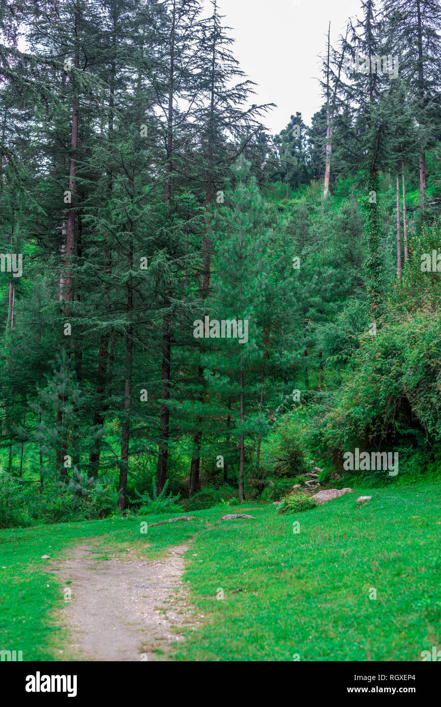 Photo of deodar tree in himalayas, sainj valley, himachal pradesh ...